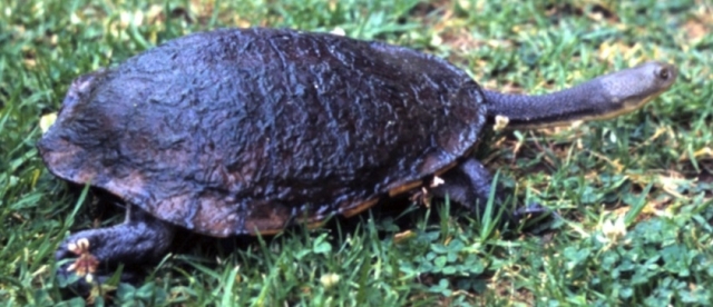 TurtleSAT > Eastern Long-necked Turtle