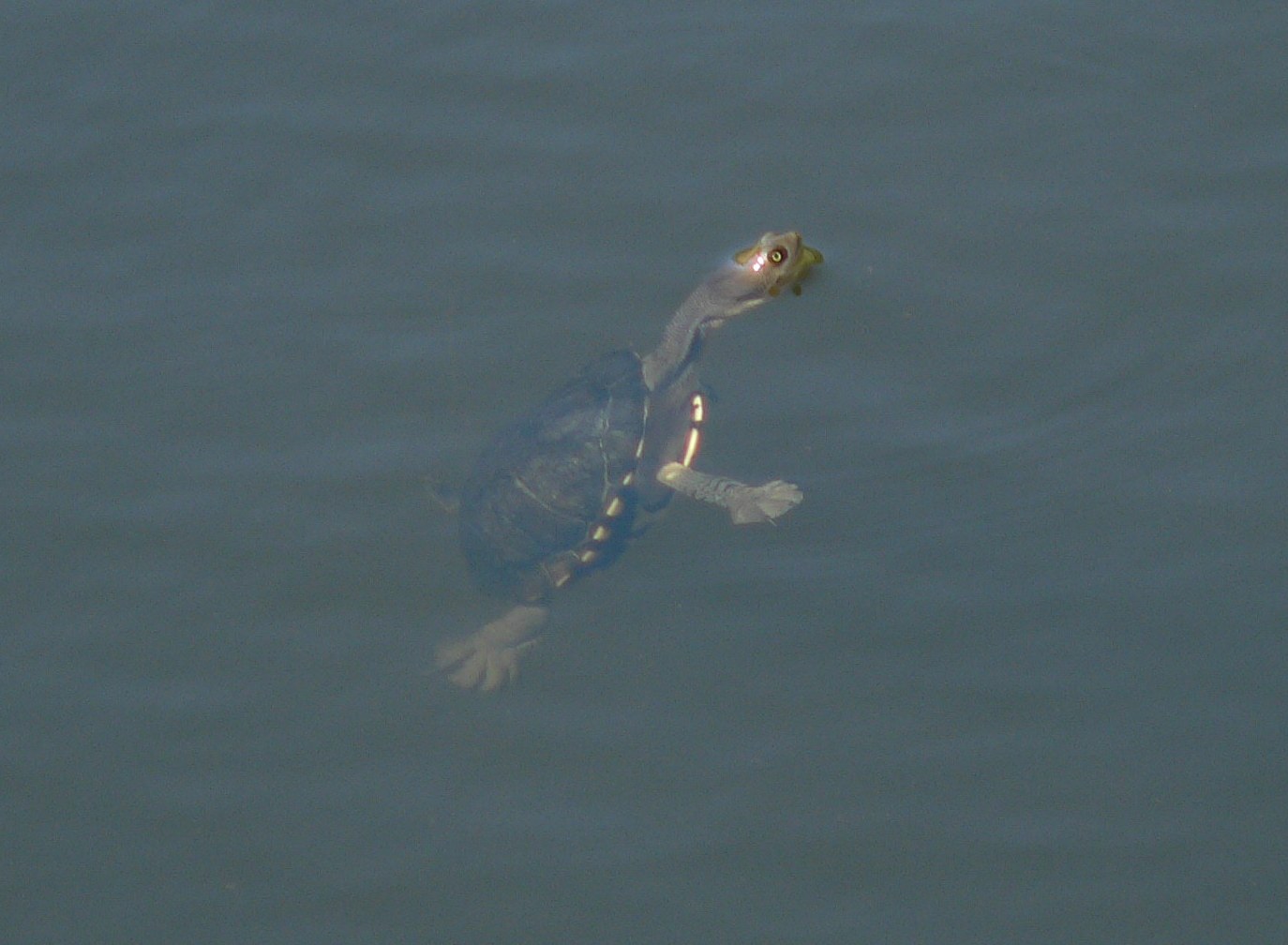 TurtleSAT > The Murray River Community Project 2014